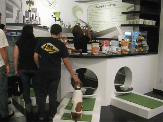 Cachorros e gatos ganham sushi-bar exclusivo em Los Angeles – Pet Rede