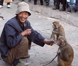 Artista de rua é criticado por ensinar macacos a fumar – PetRede