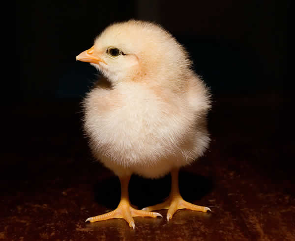 Casal cria pintinho como animal de estimação – PetRede