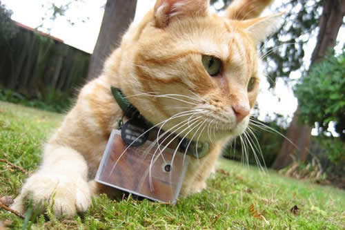 Gato com câmera no pescoço fica famoso por tirar fotos da vizinhança ...