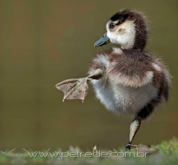 pato-filhote-petrede – Pet Rede