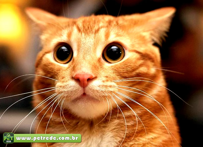 gato-surpreso-espantado-pasmo-petrede – Pet Rede