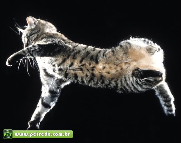 gato-caindo-queda-petrede – Pet Rede