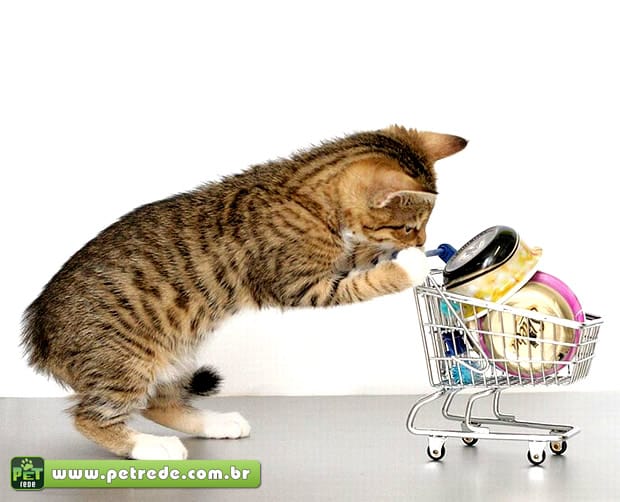 Crescimento do mercado leva pet shops a reformularem conceito para ...