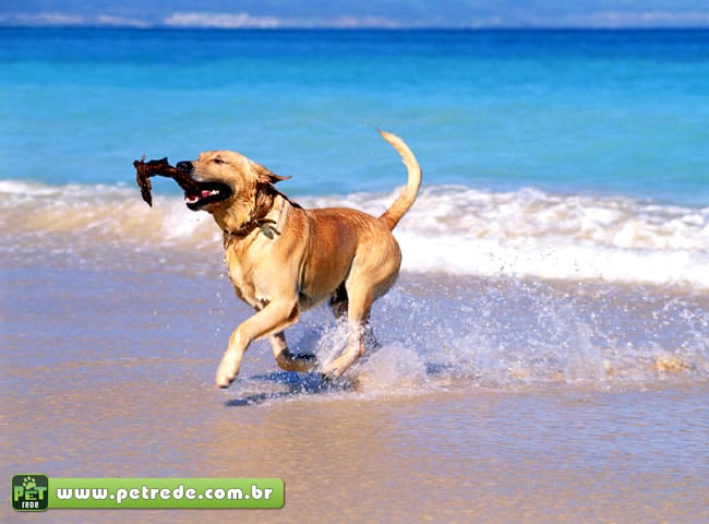 praia-cachorro-labrador-verao-calor-agua-mar-ferias-petrede – Pet Rede