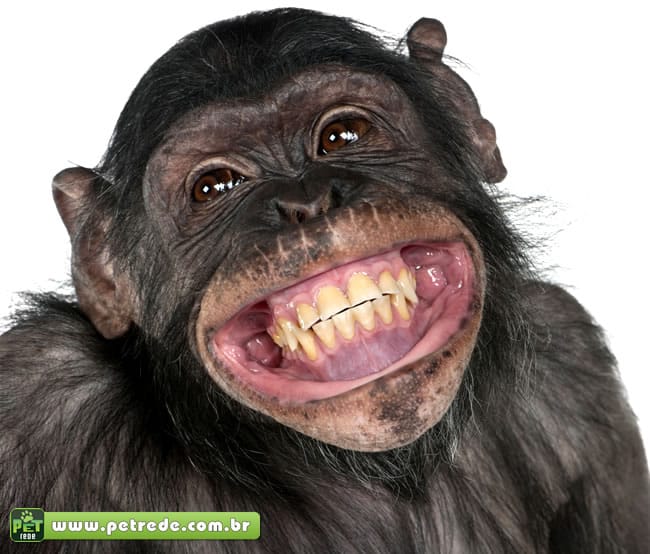 macaco-chimpanze-primata-sorrindo-risada-riso-feliz-petrede – Pet Rede