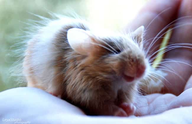 rato-risada-sorrindo-feliz-alegria-petrede – Pet Rede