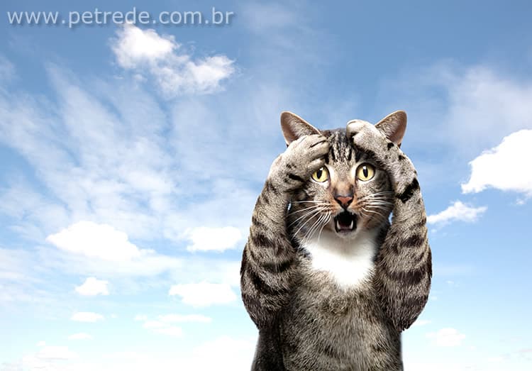 gato-impressionado-surpreso-espantado-pasmo-petrede – Pet Rede