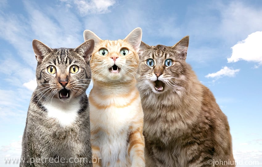 gatos-surpreso-espantado-pasmo-impressionado-petrede – Pet Rede